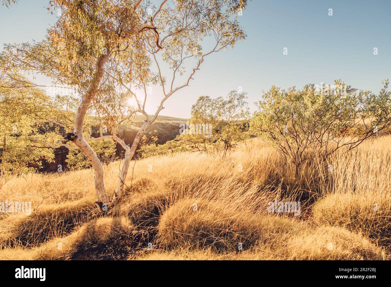 Scrubland in Karijini National Park in Western Australia, Australia, Oceania Stock Photo - Alamy
