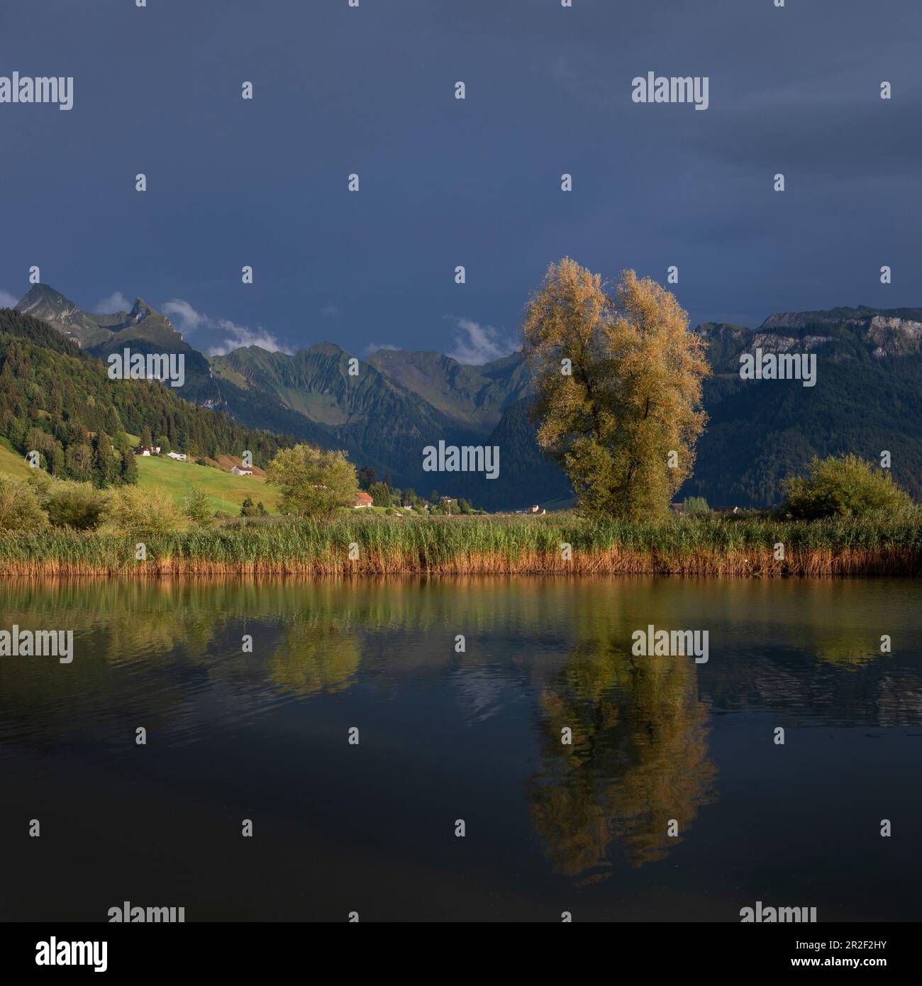 Tree on Sihlsee with reeds and mountains, Einsiedeln Switzerland Stock Photo - Alamy