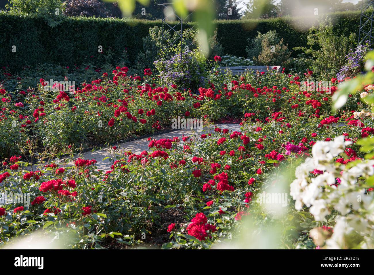 Rosemoor gardens devon roses hi-res stock photography and images - Alamy