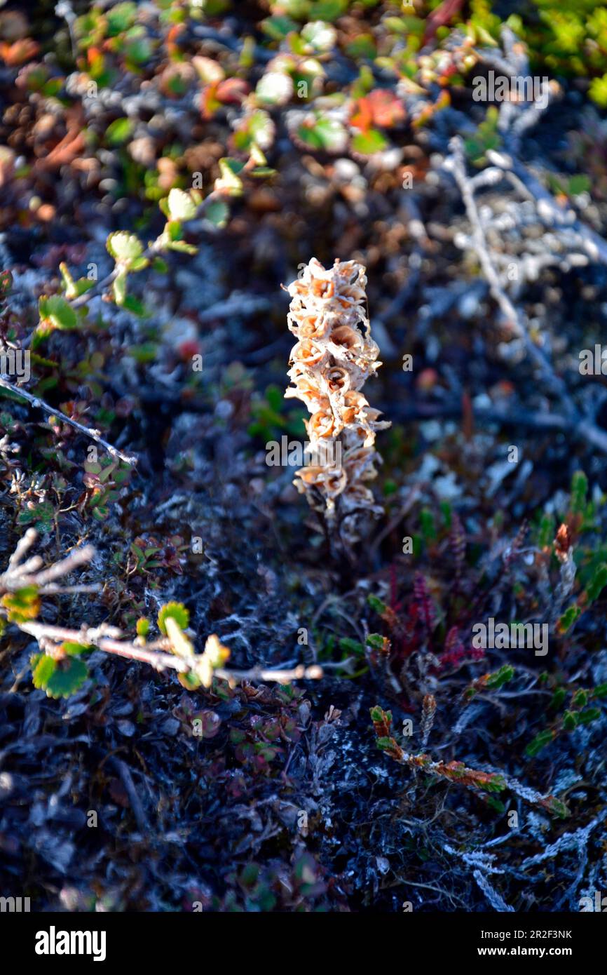 Arctic flora in West Greenland; around Qeqertarsuaq; typical tundra ...