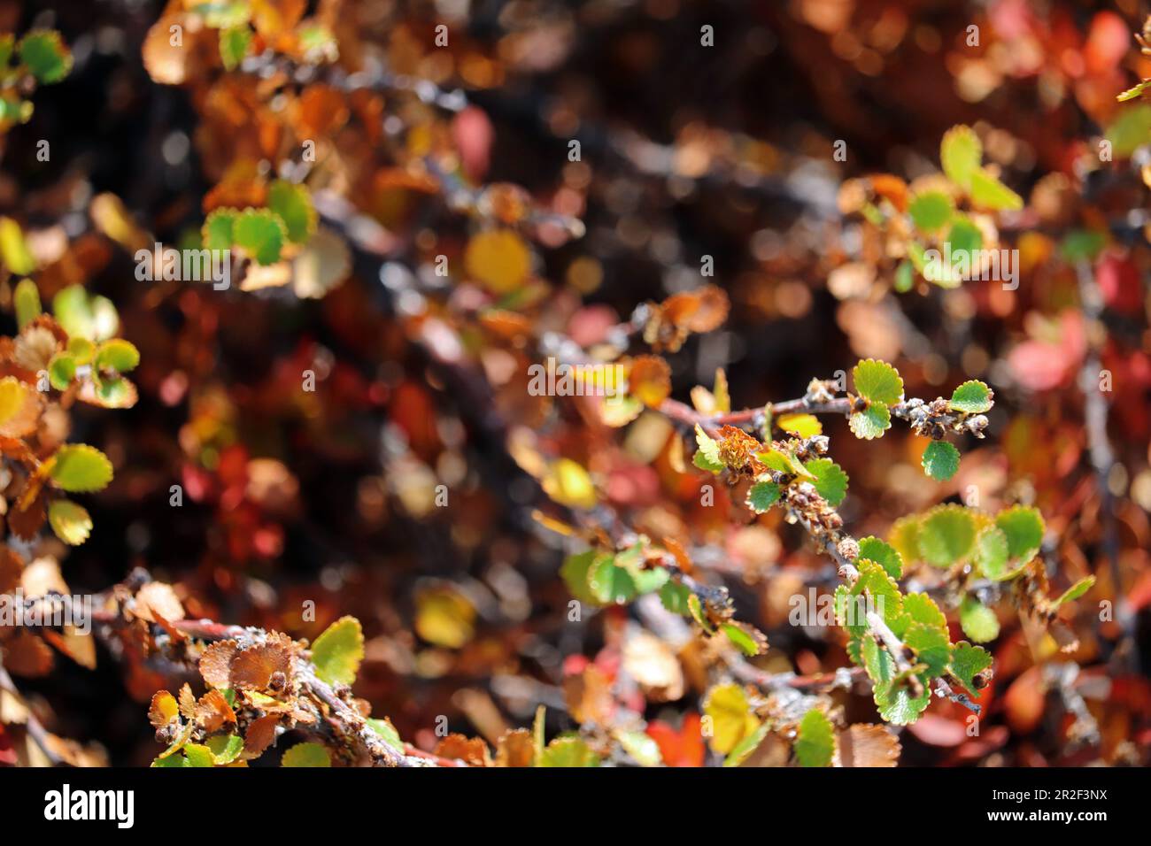 Greenland leaflet hi-res stock photography and images - Alamy