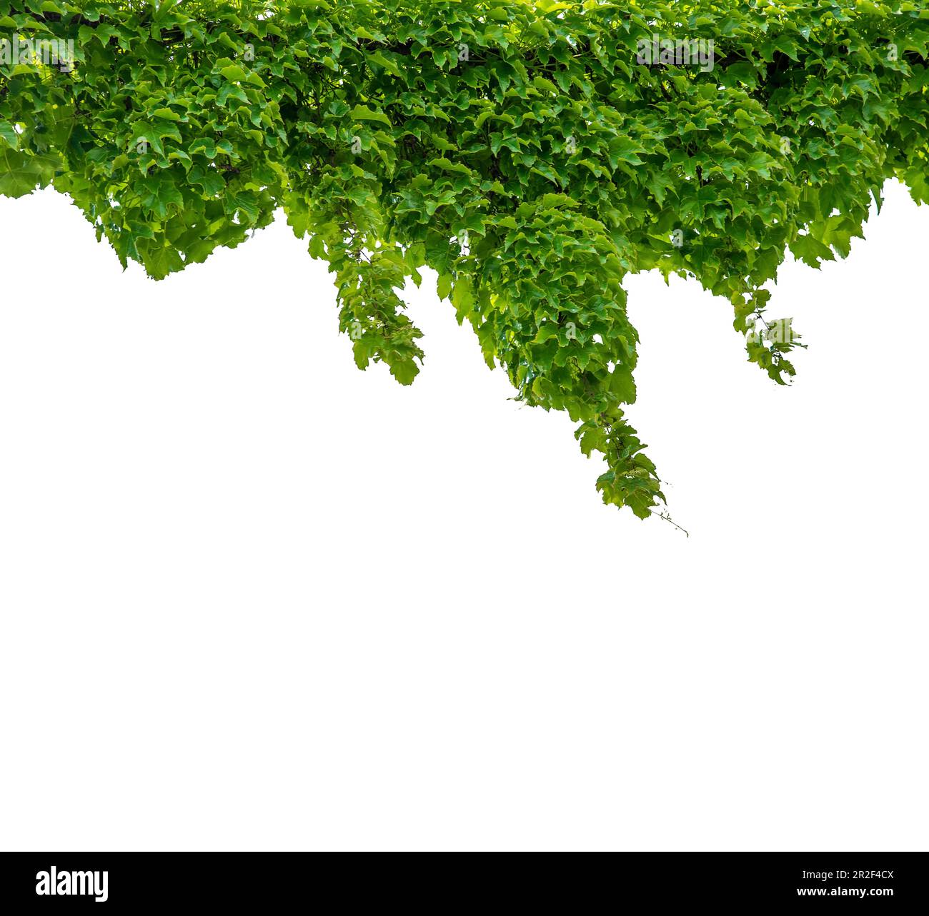 Cutout ivy with lush green foliage, Virginia creeper, wild climbing ...