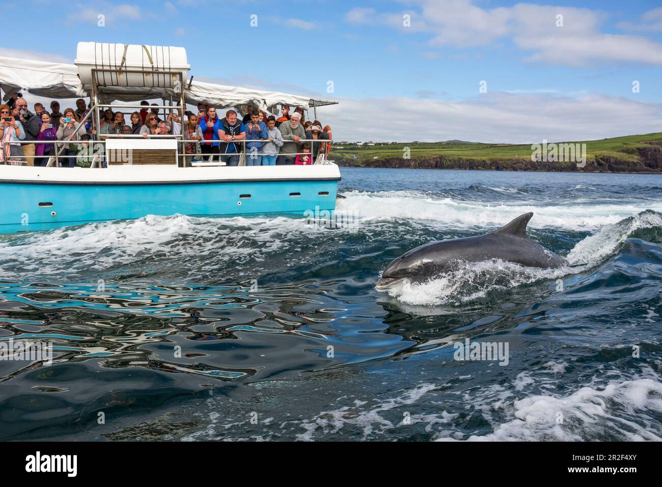 Dolphin Fungie, Tursiops truncatus, Dingle Dolphin Boat Tour, Dingle ...