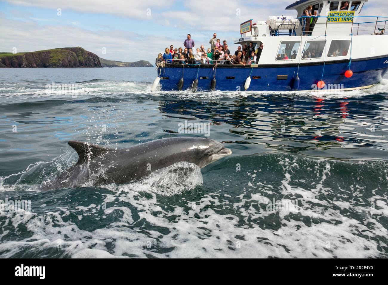 Dolphin Fungie, Tursiops truncatus, Dingle Dolphin Boat Tour, Dingle ...