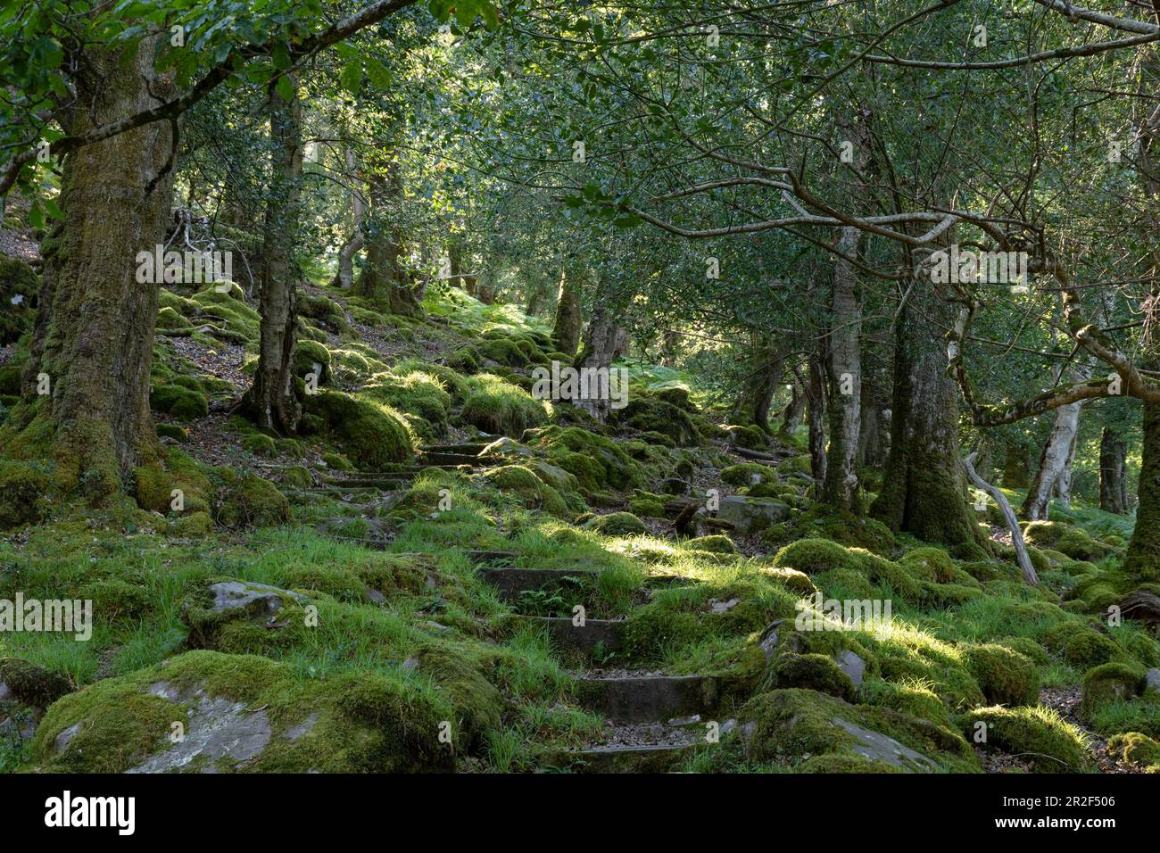 Tomies Woods, Killarney National Park, County Kerry, Ireland, Europe ...