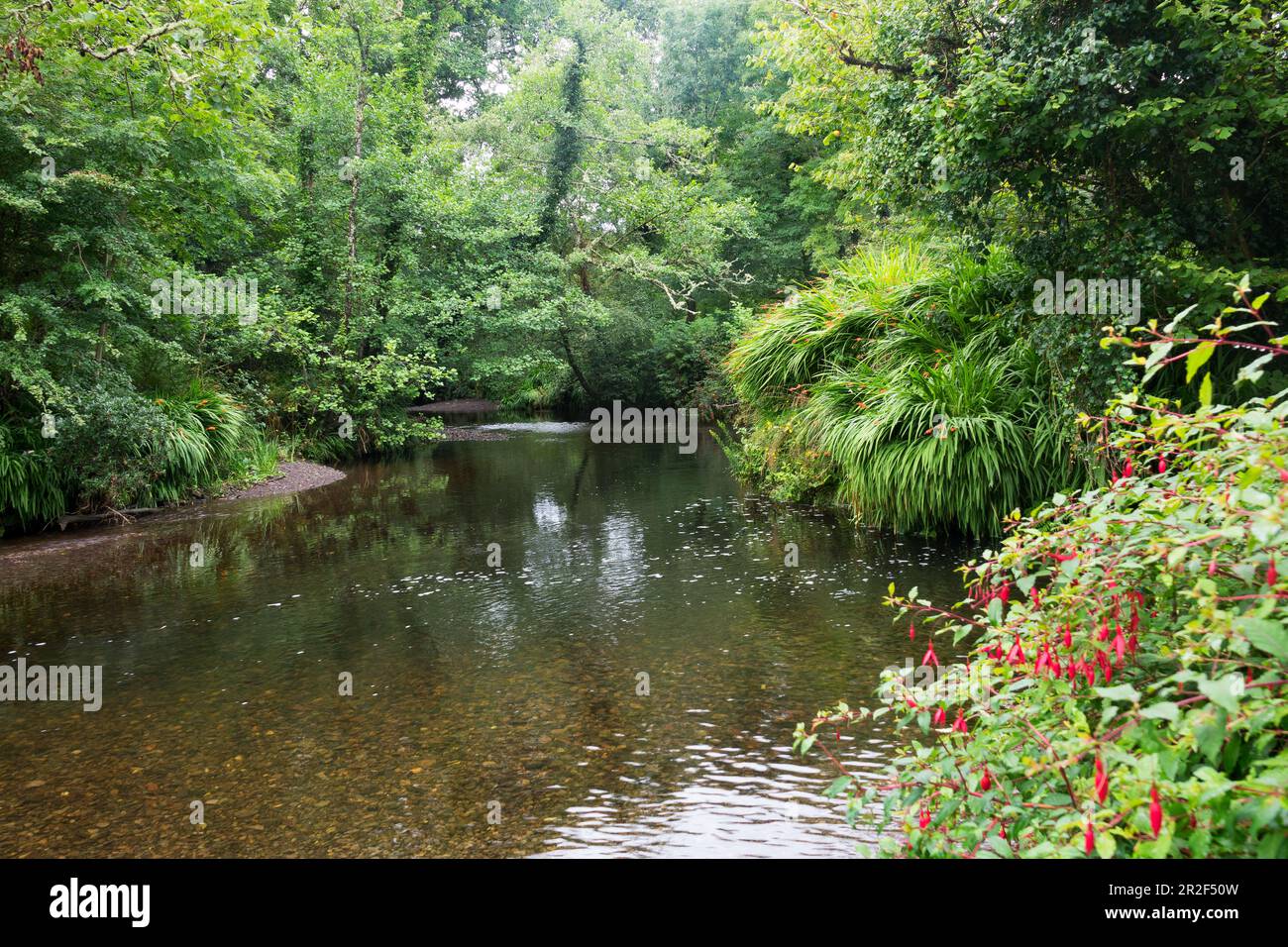 Glengarriff Nature Reserve, County Cork, Ireland Stock Photo - Alamy