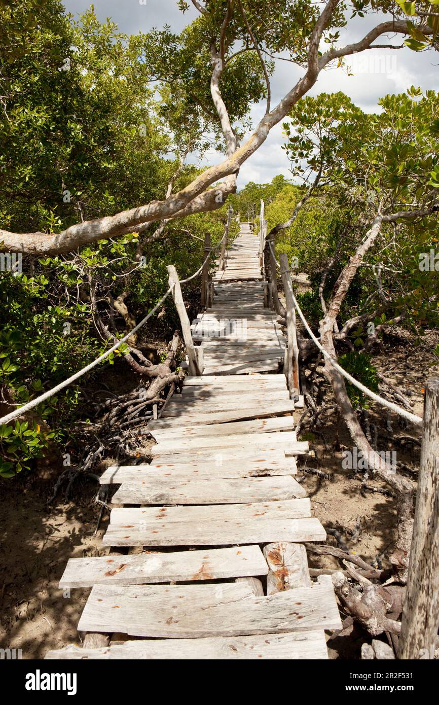 Suspension bridges through the mangroves of Mida Creek, Skywalk, Mida ...