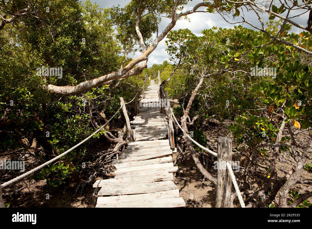 Suspension bridges through the mangroves of Mida Creek, Skywalk, Mida ...