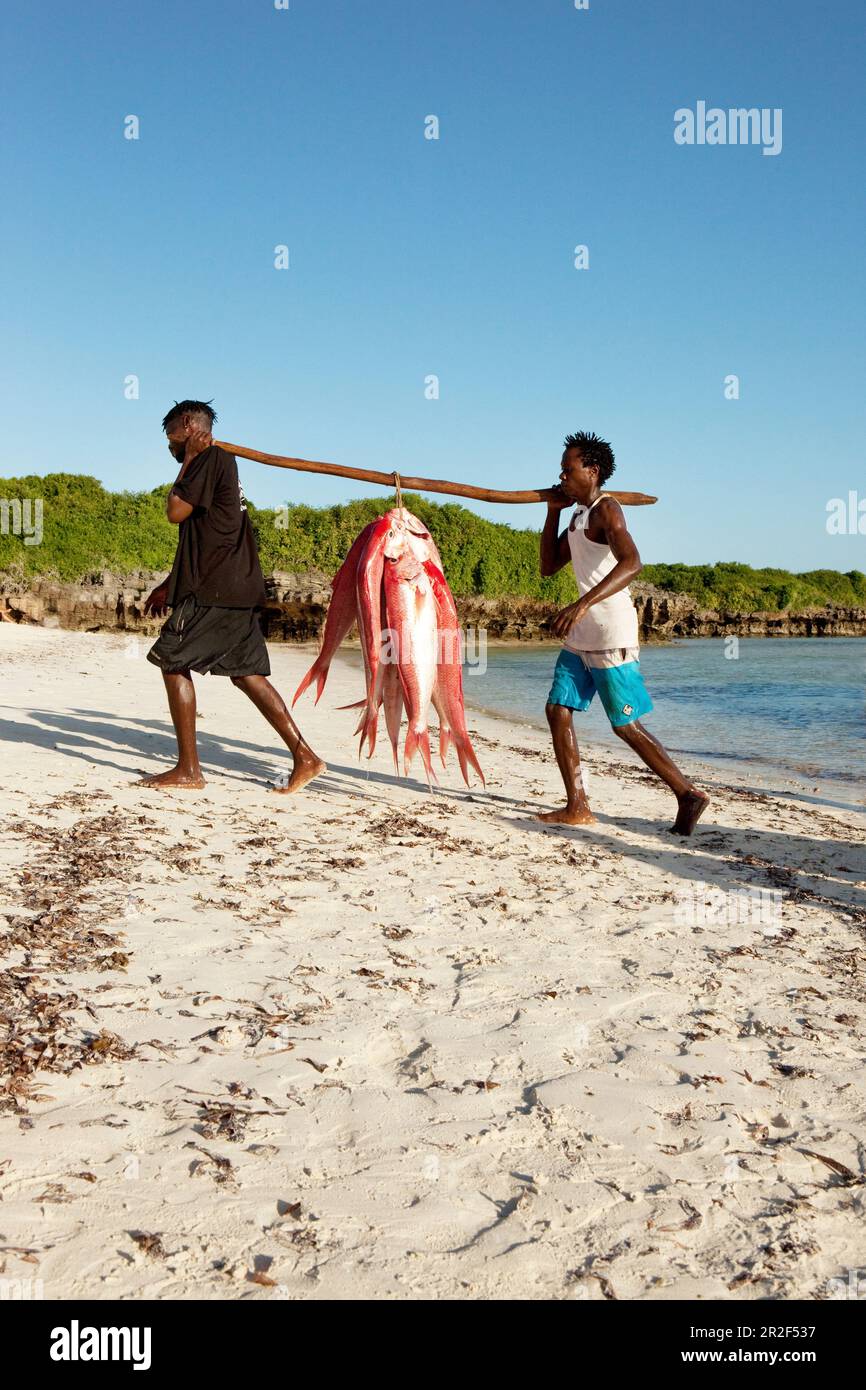 Fisherman with fresh catch, Red Snapper, Temple Point Resort, Mida ...
