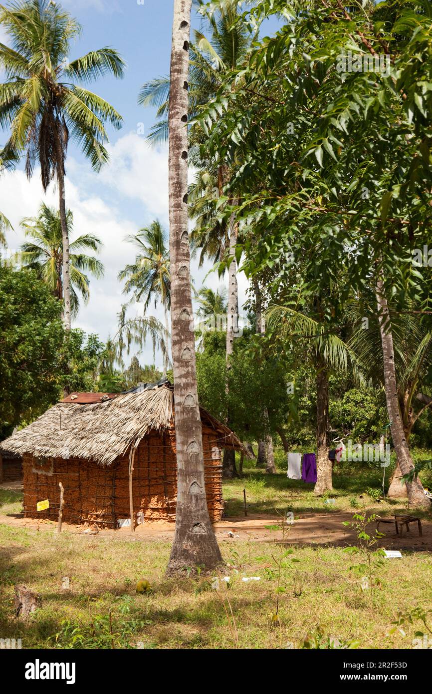 Clay hut in coconut plantation, Watamu, Malindi, Kenya Stock Photo - Alamy