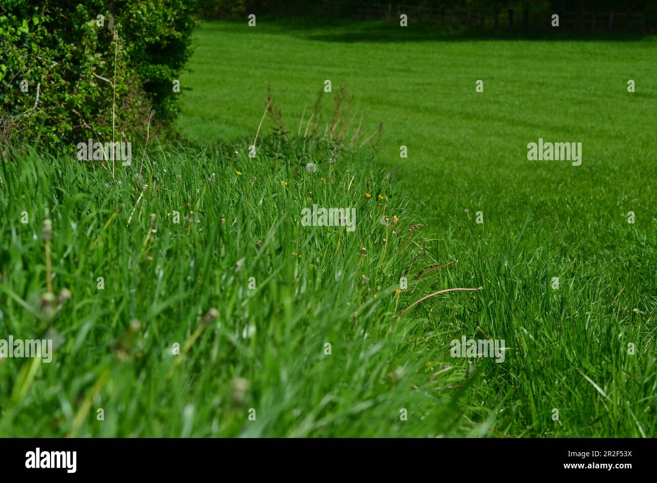 Grass scenery hi-res stock photography and images - Alamy