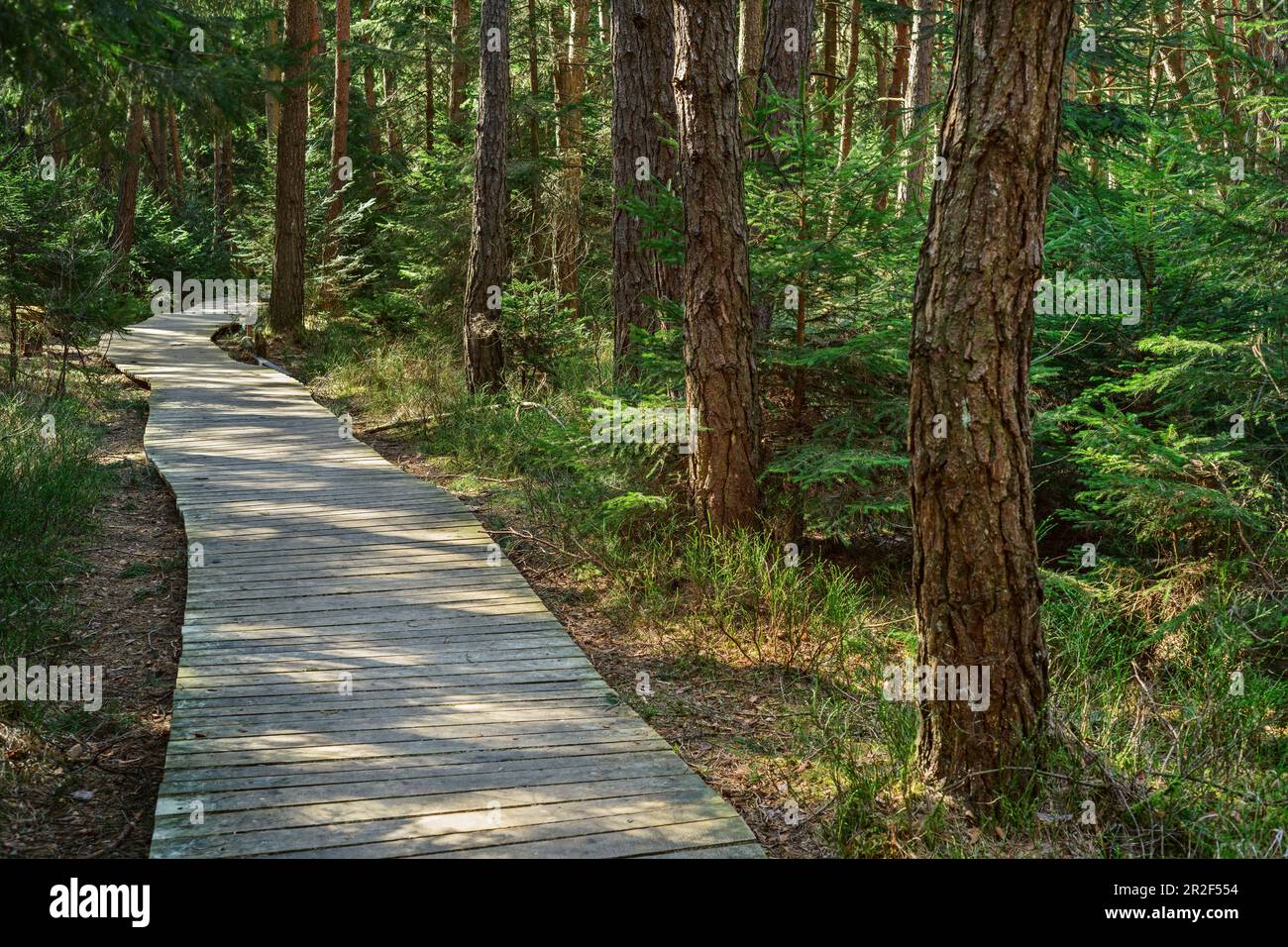 Wooden plank path leads through forest, Sterntaler Filz, Bavarian Alps ...