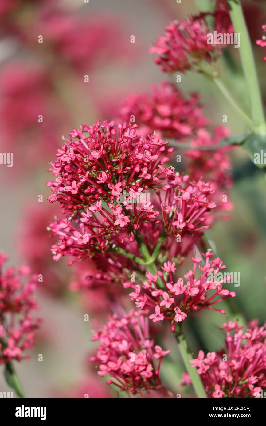 Yard spur hi-res stock photography and images - Alamy