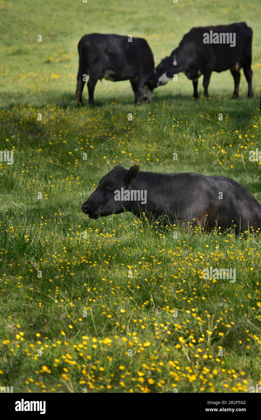 Cattle graze on a farm pasture in Southwest Virginia, USA Stock Photo ...