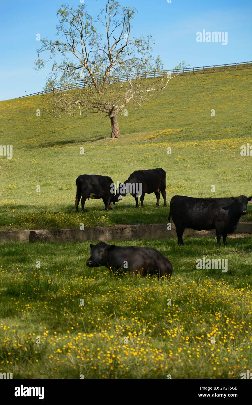 Southwest virginia hi-res stock photography and images - Alamy