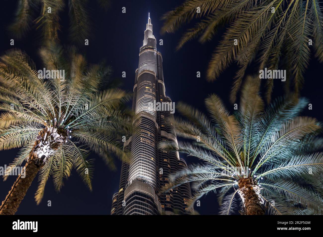 View through the palm trees to the top of the illuminated Burj Khalifa ...