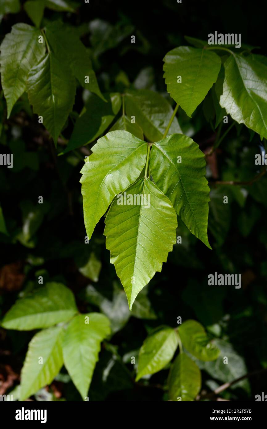 Poison Ivy (Toxicodendron radicans) growing in the woods in Virginia ...