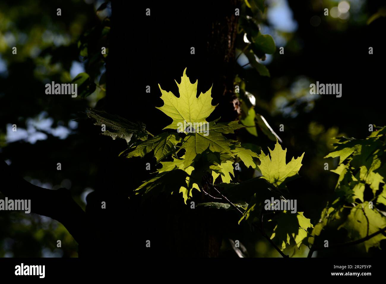 Maple tree spring virginia hi-res stock photography and images - Alamy