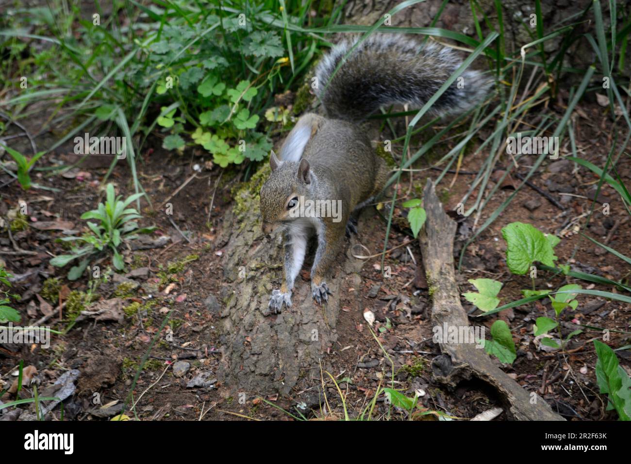 An eastern gray squirrel, also known as a grey squirrel (Sciurus ...