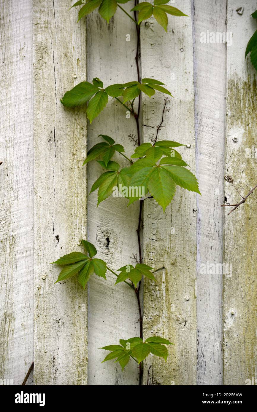 Virginia Creeper vines (Parthenocissus quinquefolia) growing up the ...