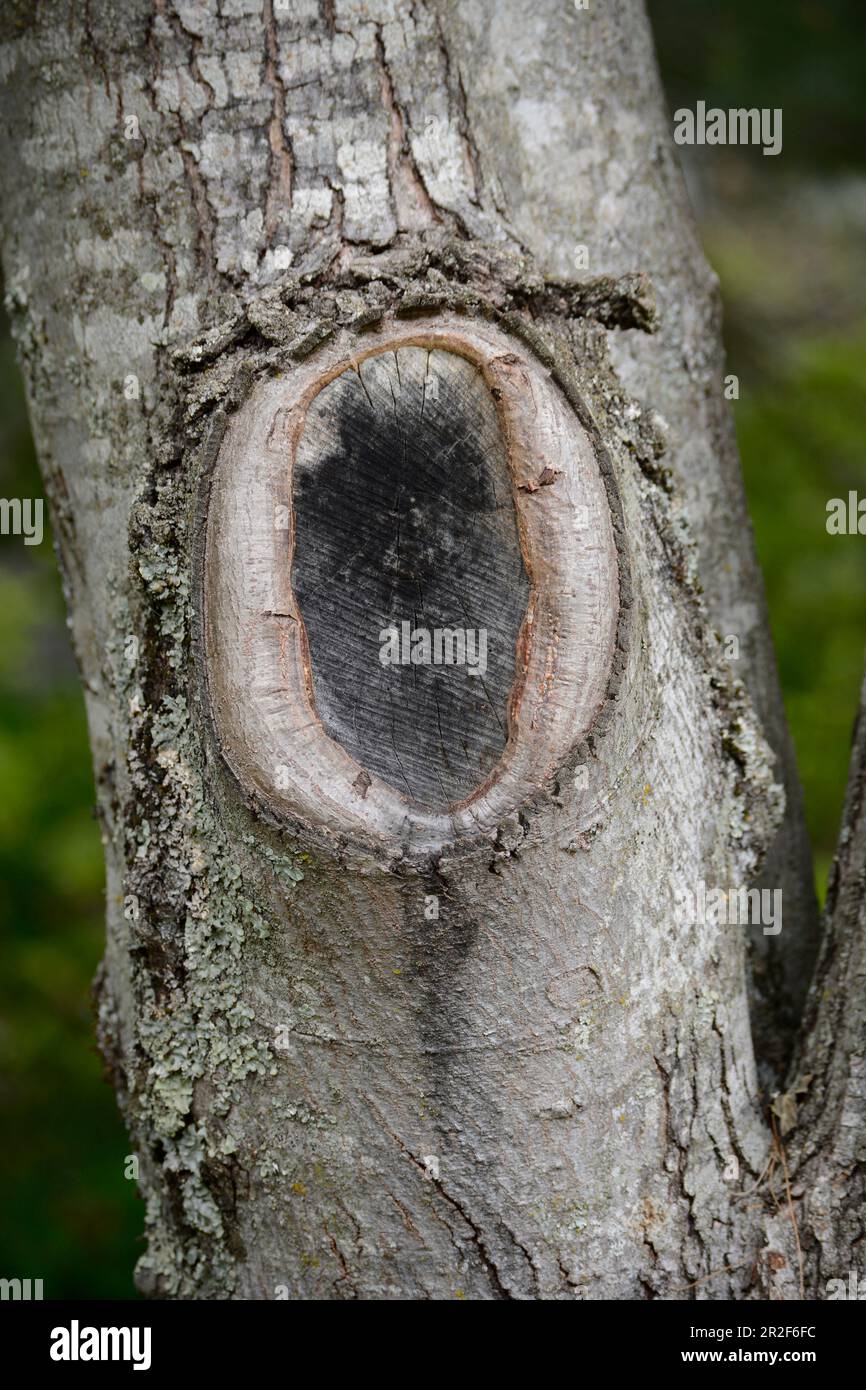 A healed pruning wound on a tree in Virginia, USA Stock Photo - Alamy