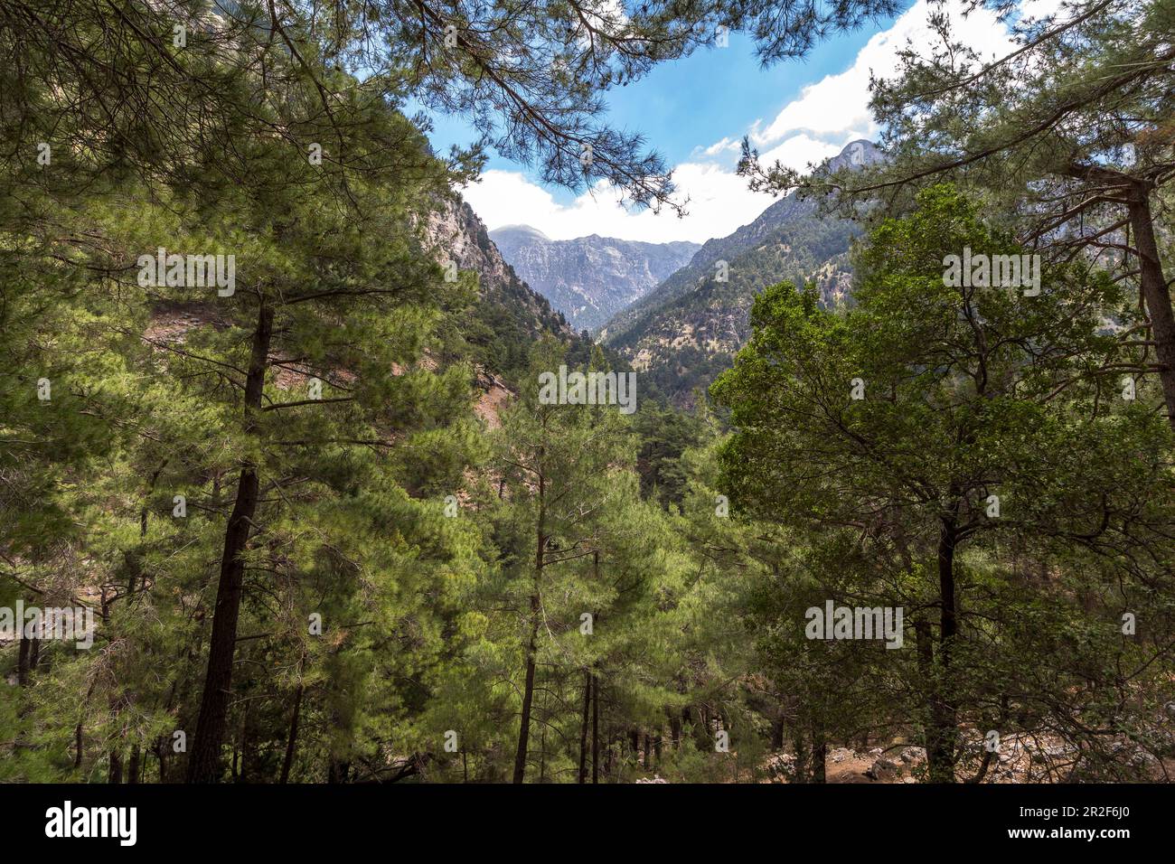Coniferous forest descending into the Samaria Gorge, West Crete, Greece ...