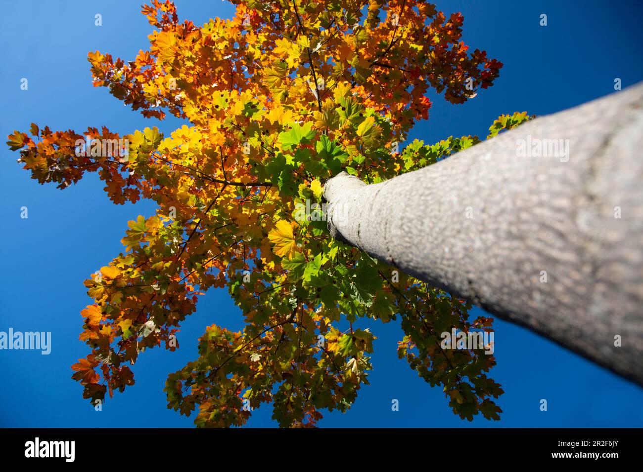 Looking up tree hi-res stock photography and images - Alamy