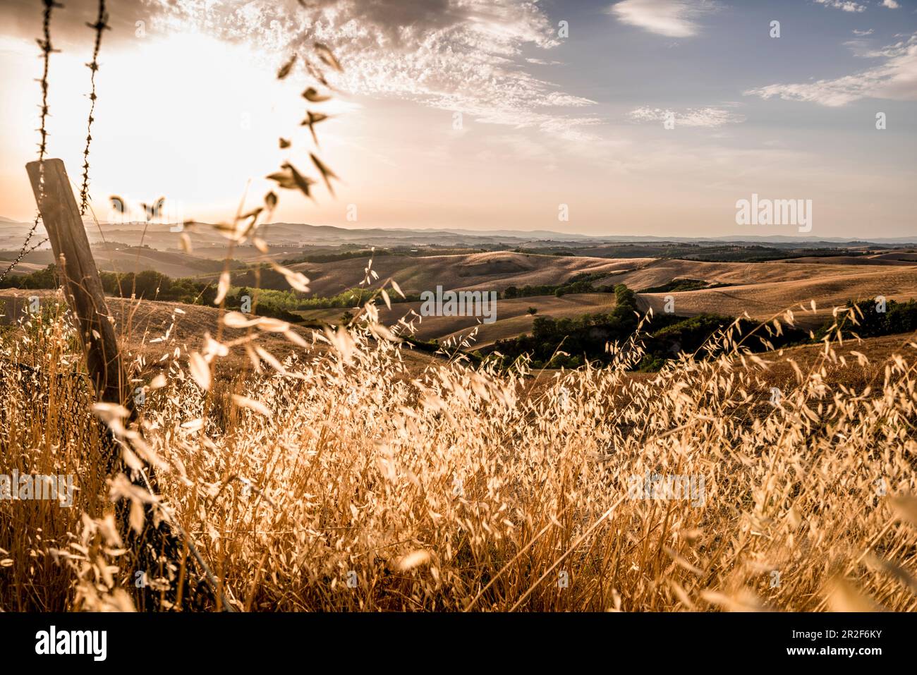 Hilly landscape with sunburnt fields in midsummer, Buonconvento ...
