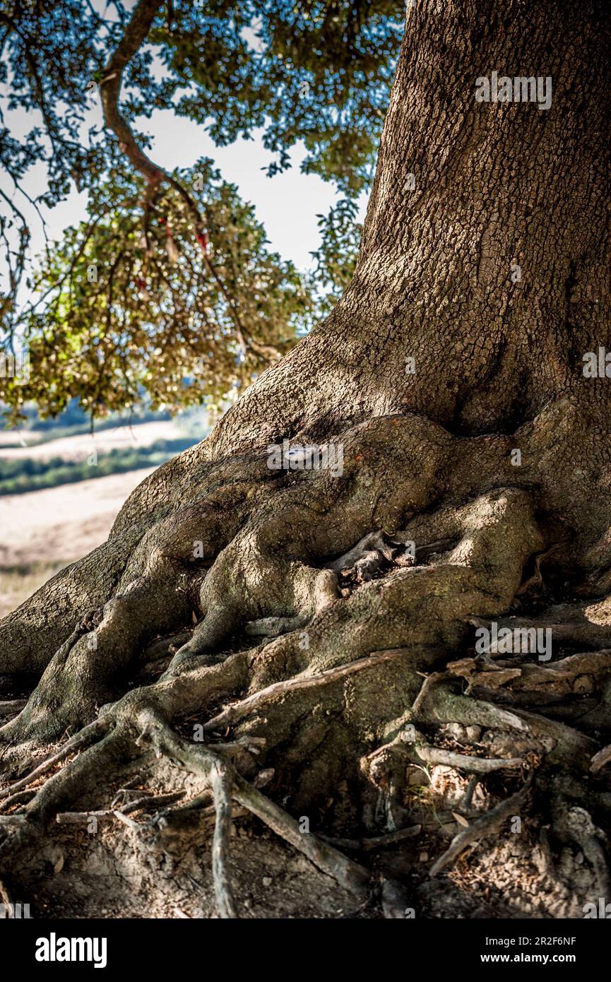 Tree roots motif hi-res stock photography and images - Alamy