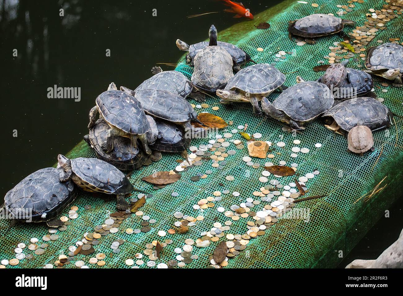 Turtle lady hi-res stock photography and images - Alamy
