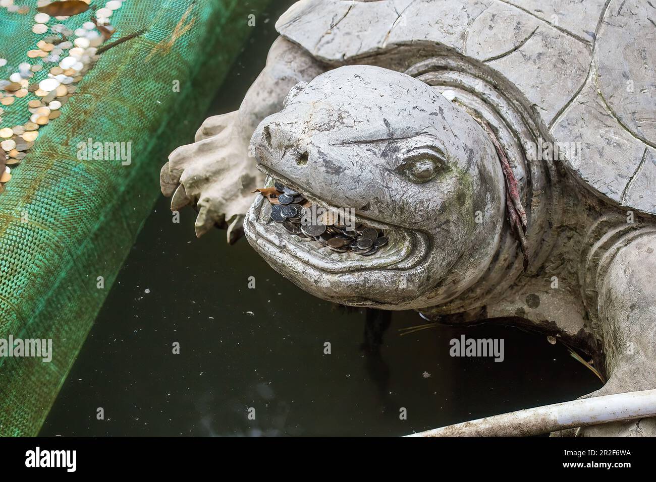Turtle lady hi-res stock photography and images - Alamy