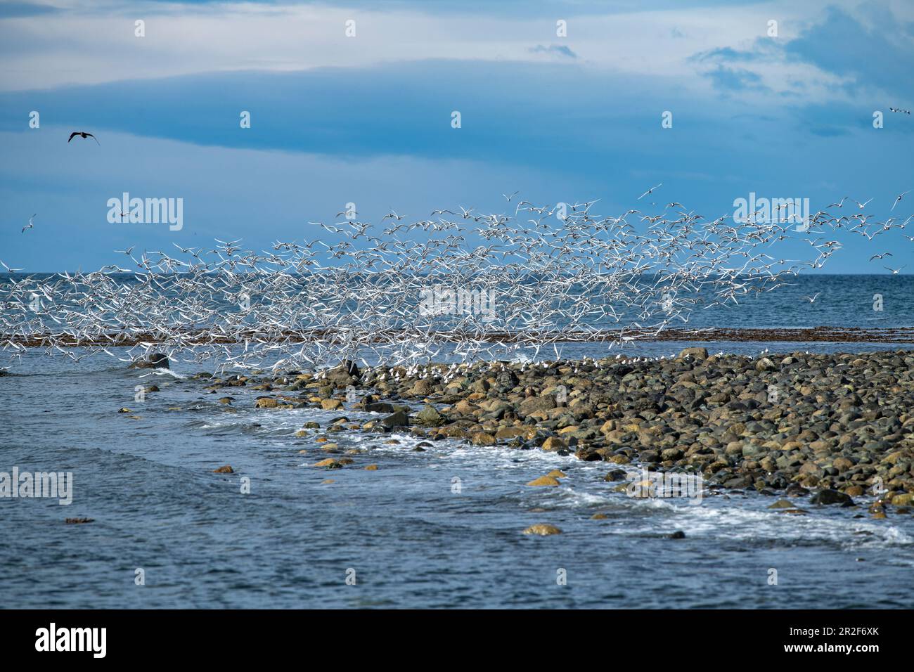 Hundreds of South American terns (Sterna hirundinacea) fly into the air ...
