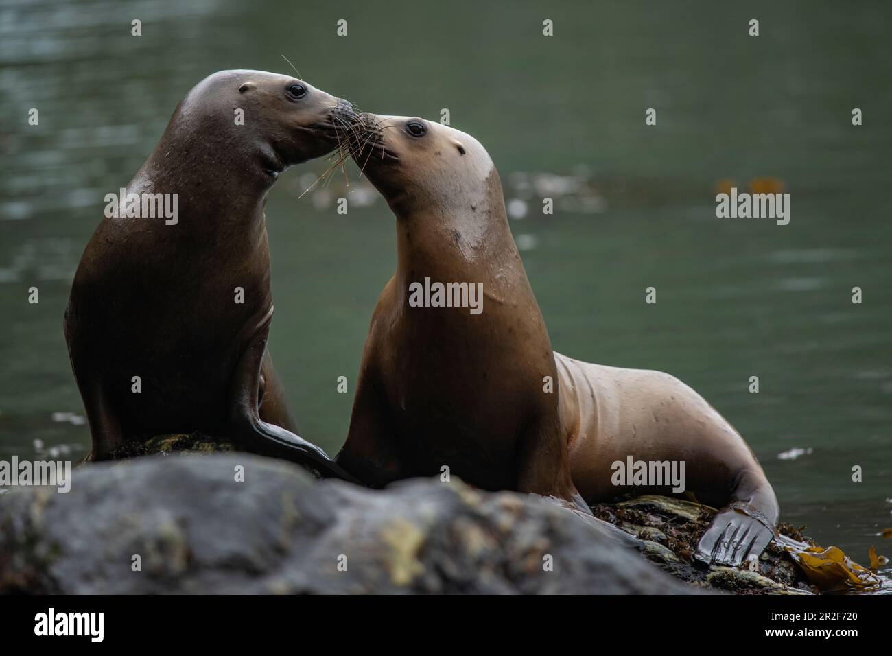 South American (also Patagonian) sea lions (Otaria flavescens) rest on ...