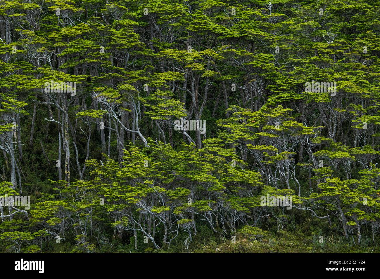 Detail of the typical windswept forest that grows on the steep slopes ...