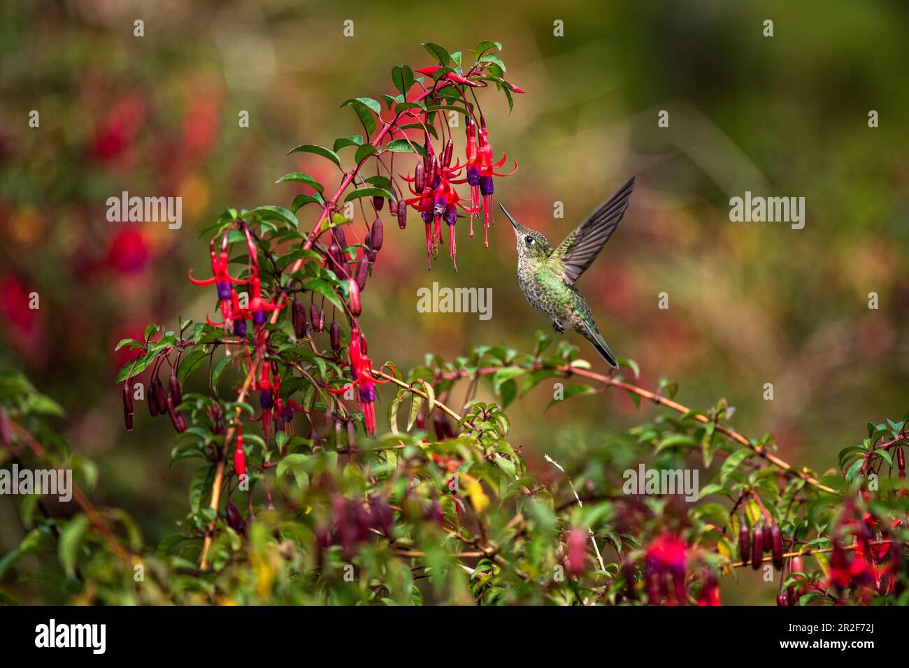 A green fire hummingbird (Sephanoides sephaniodes) approaches bright ...