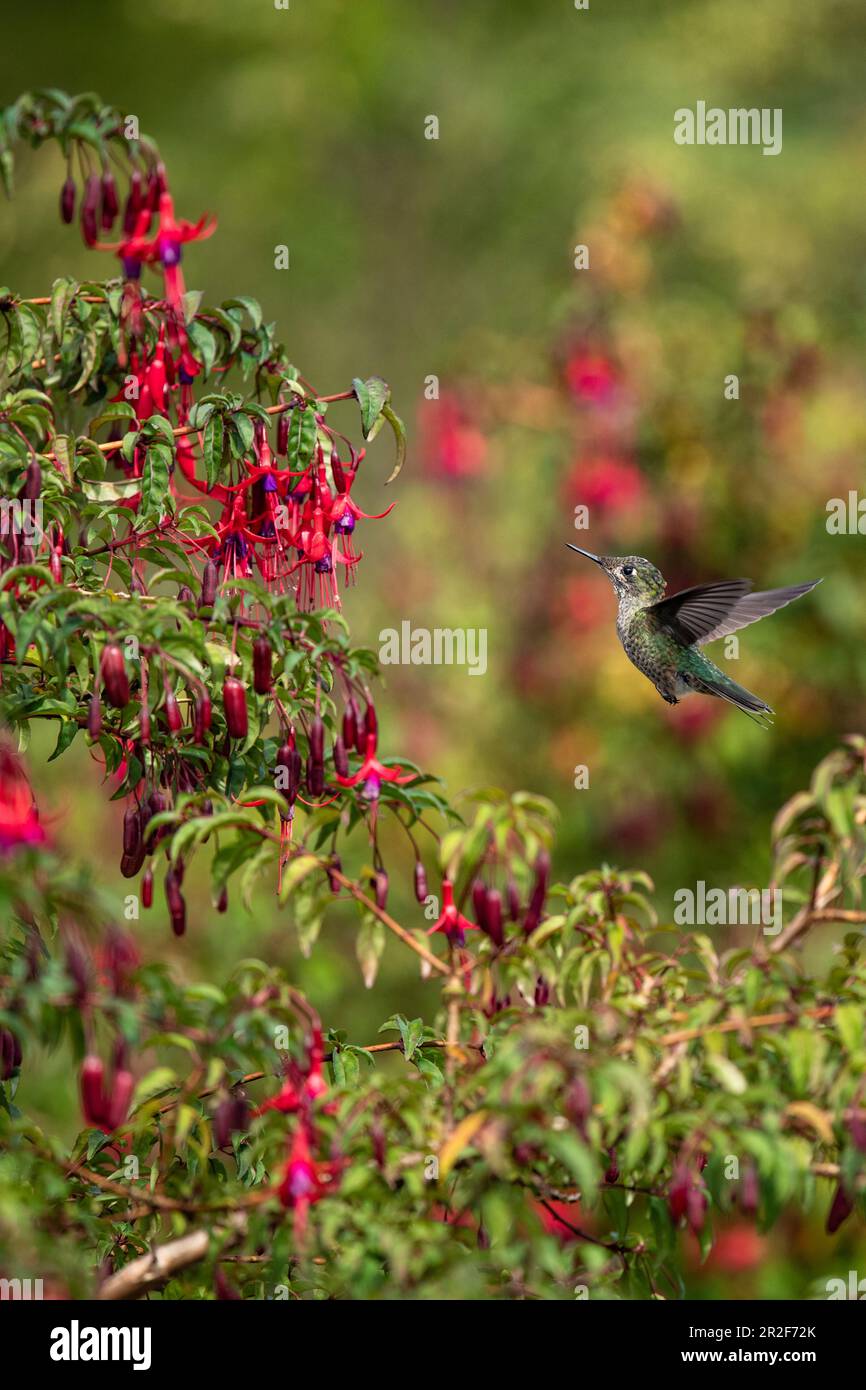 A green fire hummingbird (Sephanoides sephaniodes) approaches bright ...