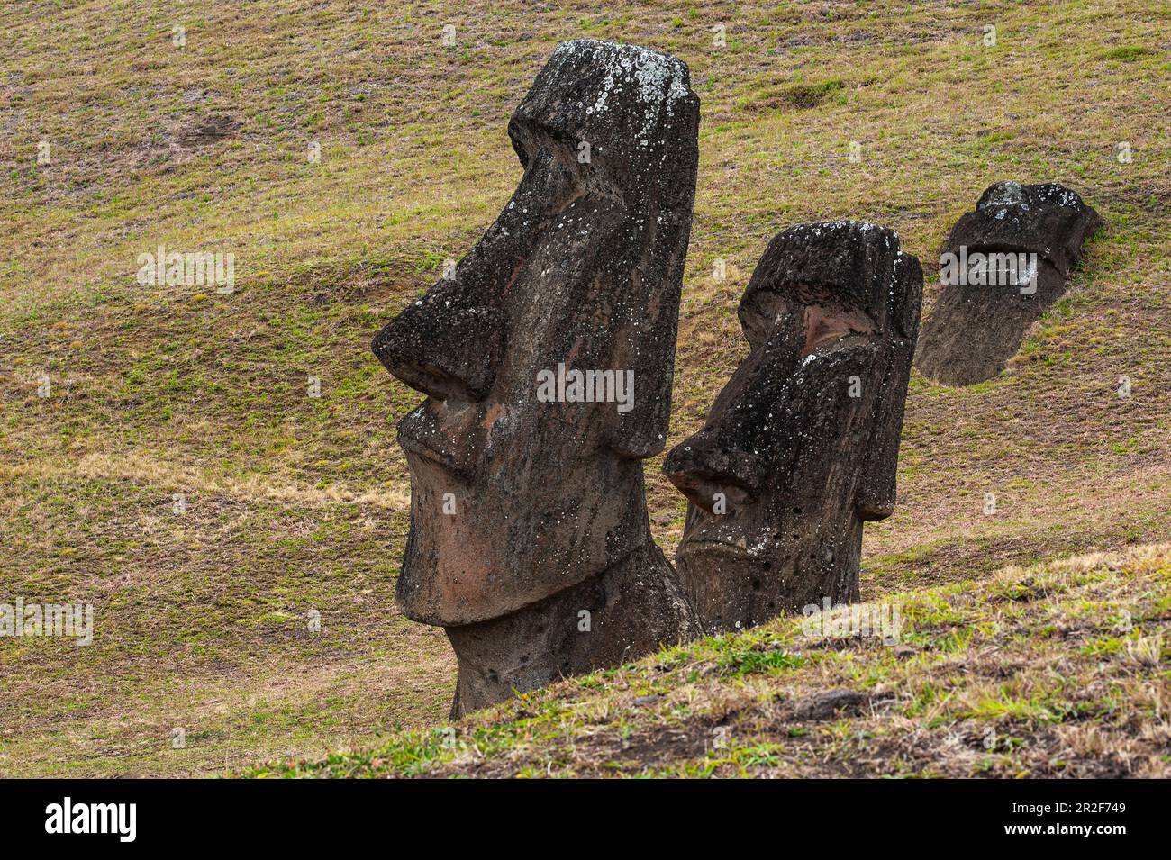 Two moais stand and one lies half buried on grassy slopes; The statues ...