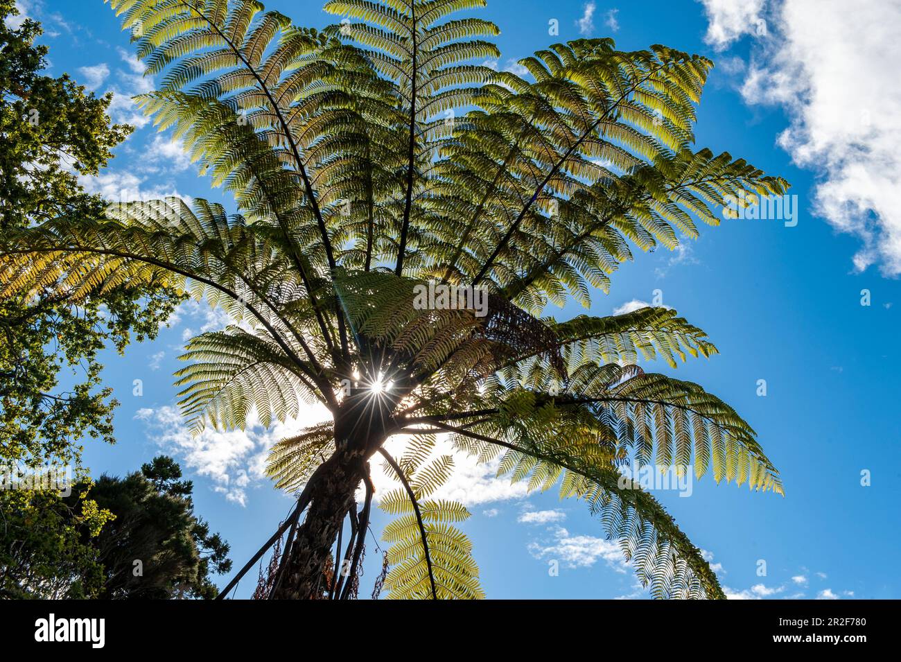 Backlit view of a tree fern (Sphaeropteris) against a mostly blue sky ...
