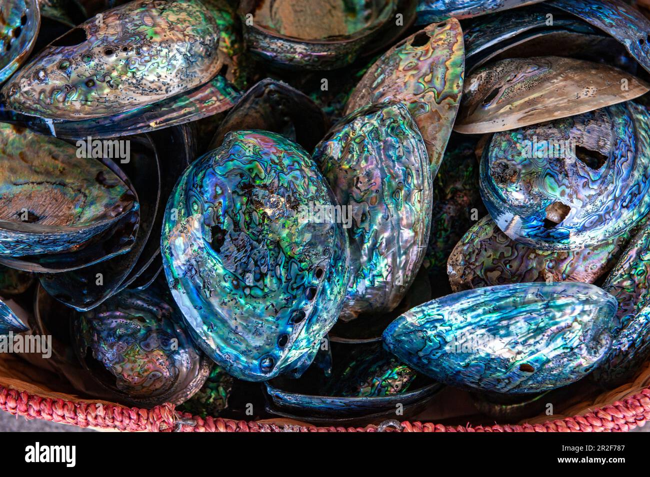 A basket full of paua (abalone) shells glows with intense colors ...