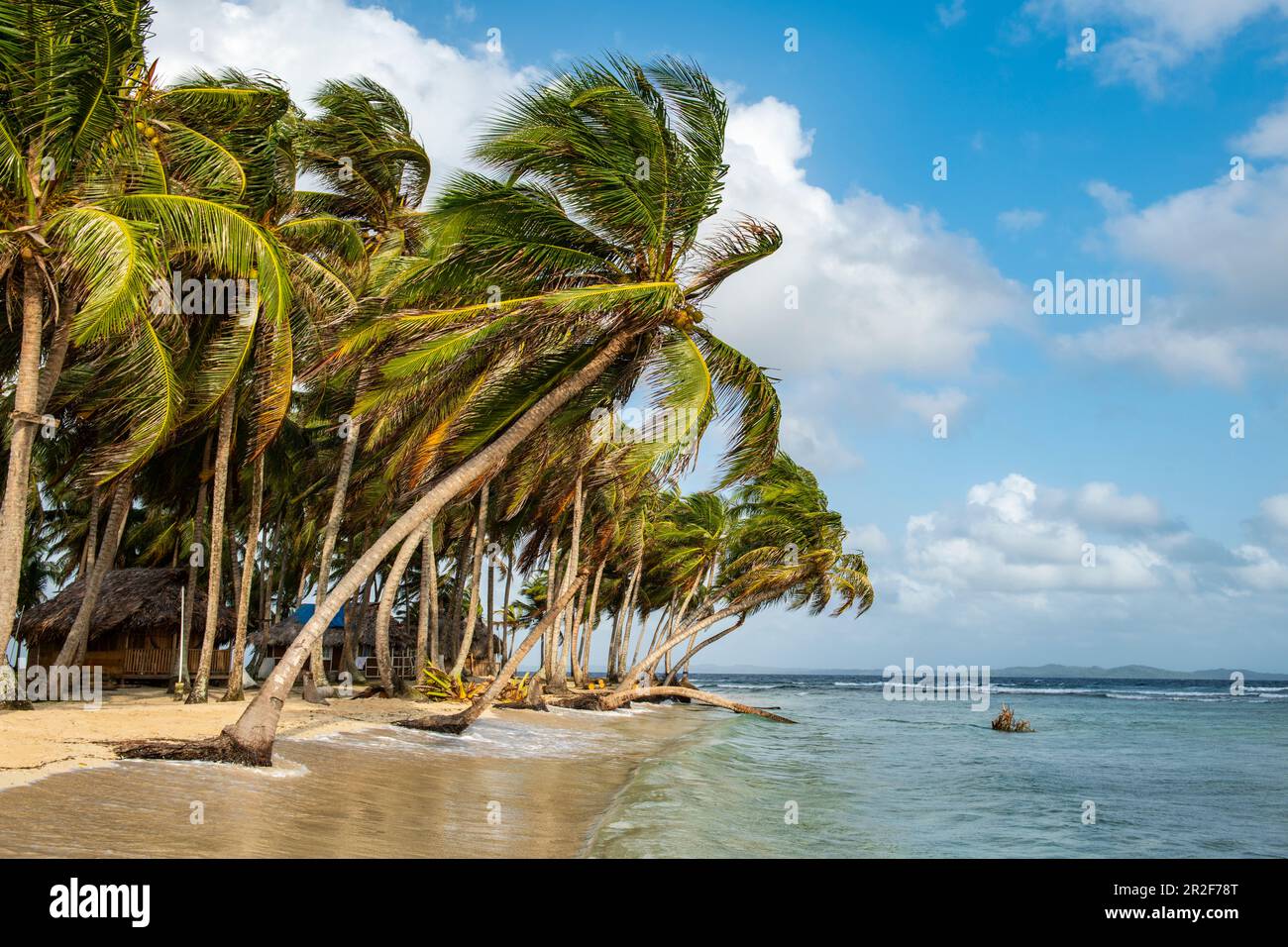 Palm trees line a narrow, sunny beach, San Blas Islands, Panama ...