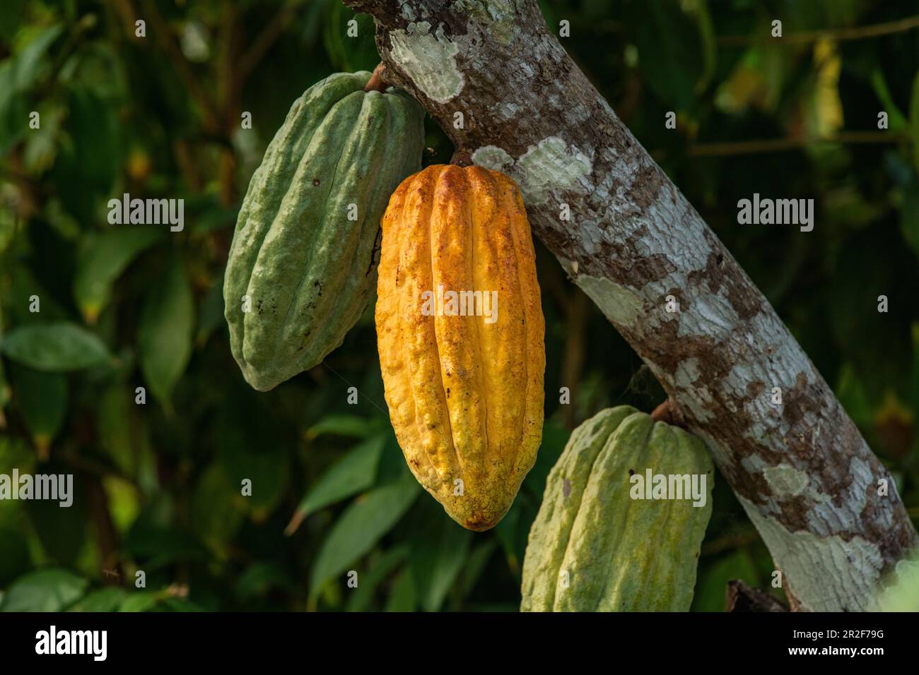 The fruit peels of the cocoa tree grow directly from the branches of ...