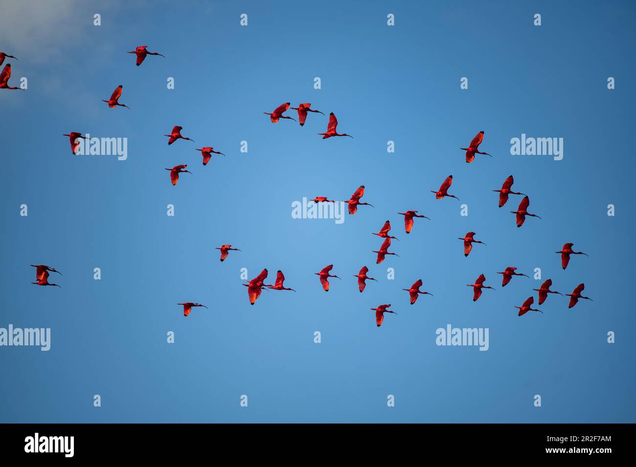 A flock of scarlet ibises (Eudocimus ruber) flies against a mostly blue ...