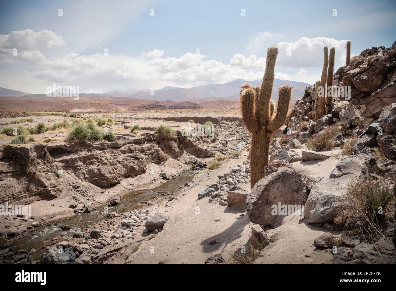 Cacti in the Canon de Guatin, Atacama Desert, Antofagasta Region, Chile ...