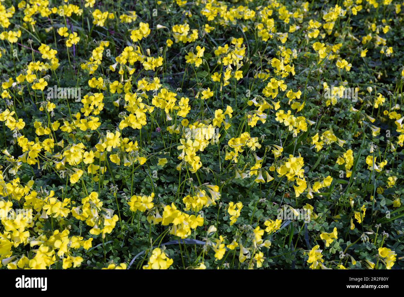 Pes capre hi-res stock photography and images - Alamy