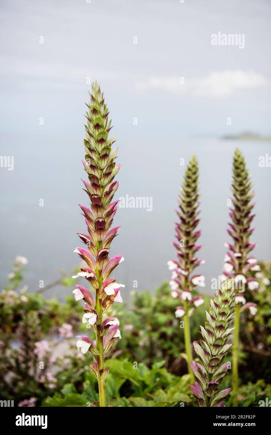 Flora de chile hi-res stock photography and images - Alamy