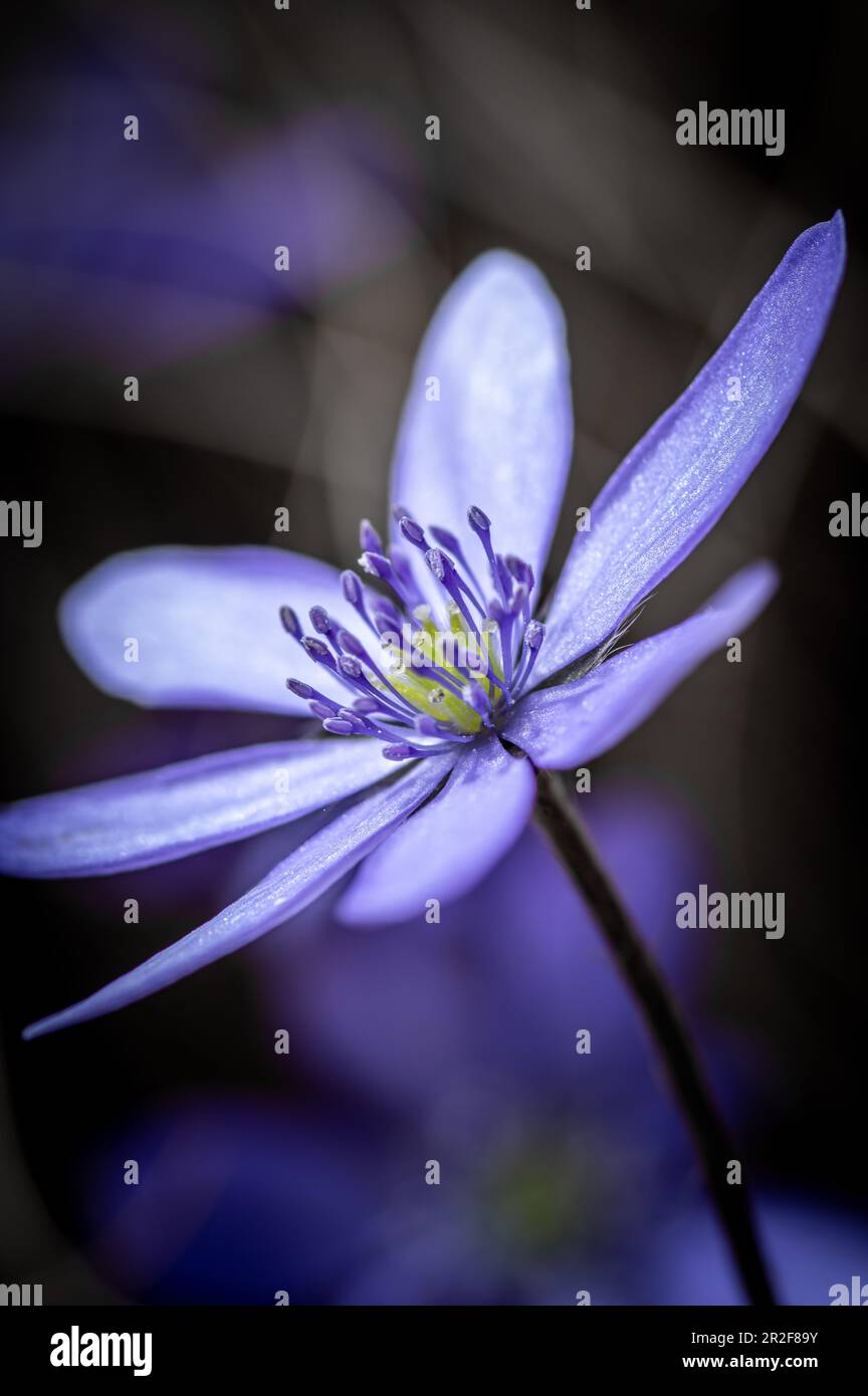 Scilla bifolia (alpine squill or two-leaf squill). Beautiful close-up photo of scilla bifolia ...