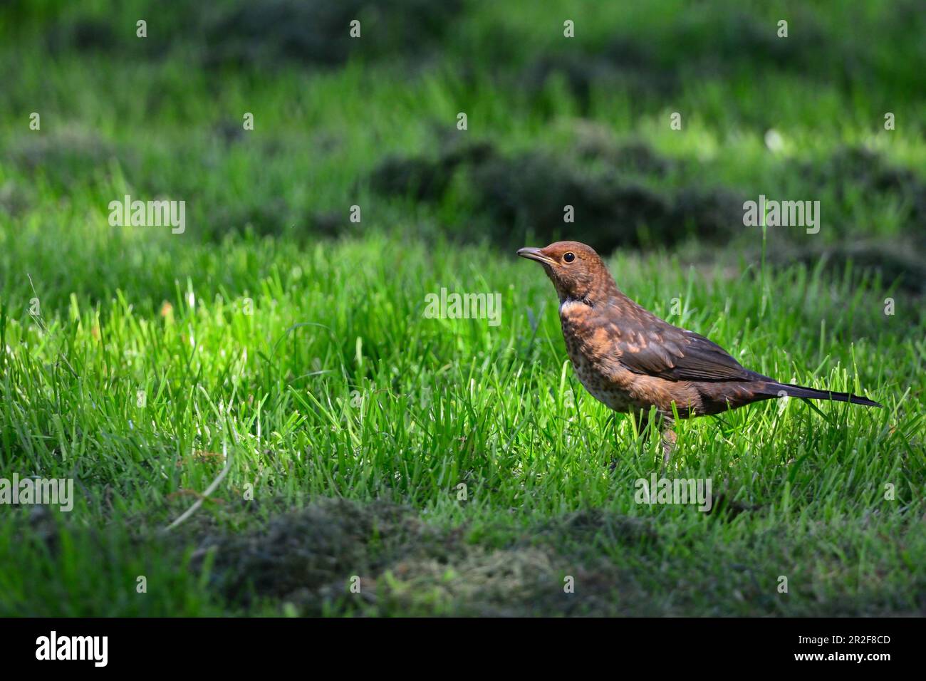 Common blackbird female in the grass Stock Photo - Alamy