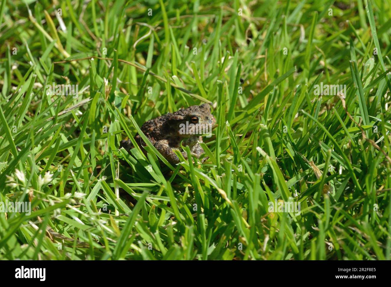 Common toad sunbathing in the grass Stock Photo - Alamy
