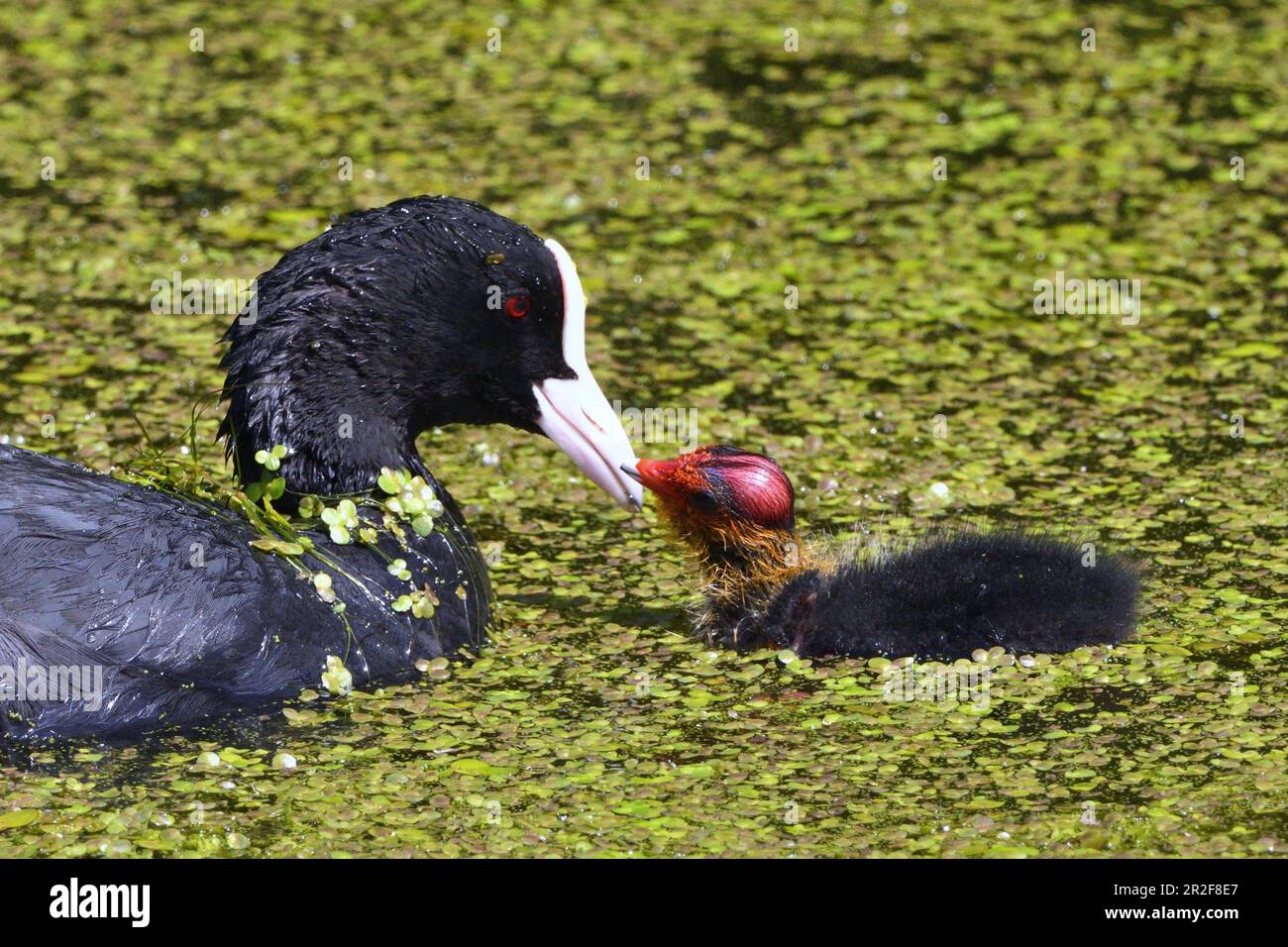 Eurasian coot and her young Stock Photo - Alamy