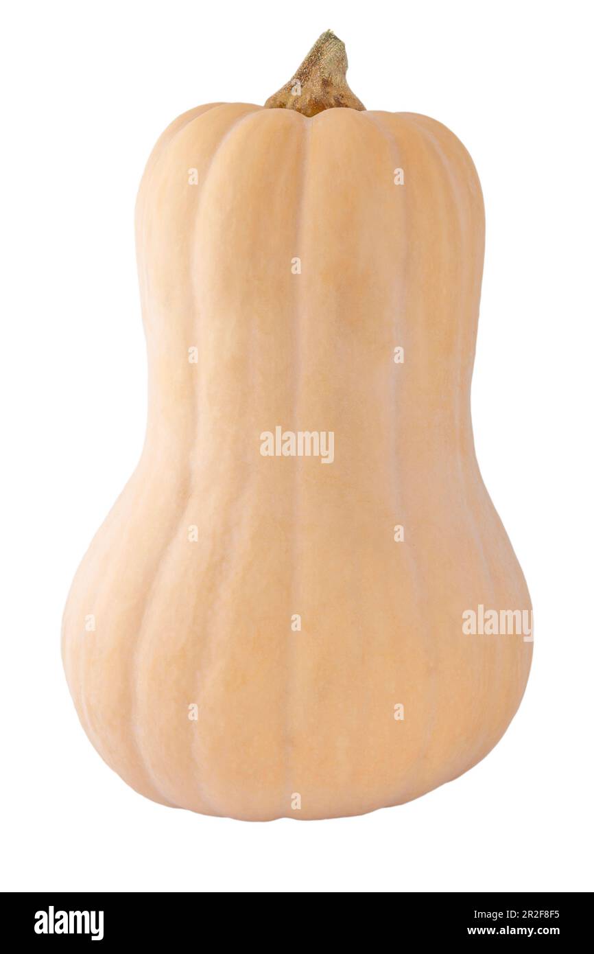 whole ripe butternut pumpkin isolated on white background Stock Photo ...